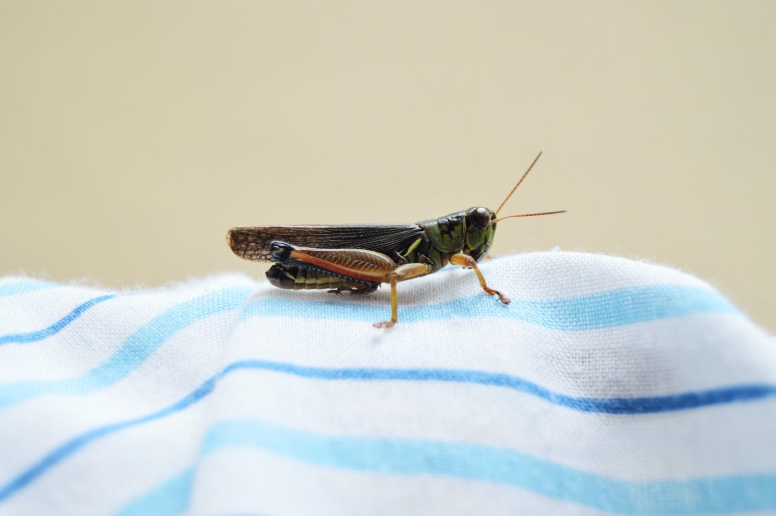 Crickets Make Good Thermometers